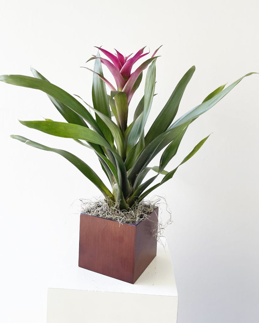 Bromeliad In Wooden Container | Marco Island Florist (FL) Same-Day ...