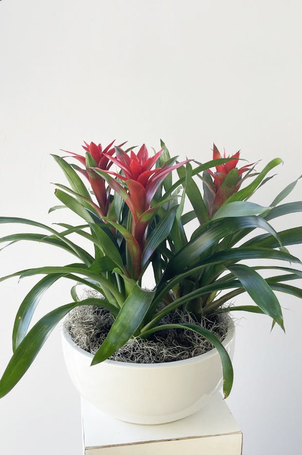 Mini Bromeliad Trio | Marco Island Florist (FL) Same-Day Plant Delivery